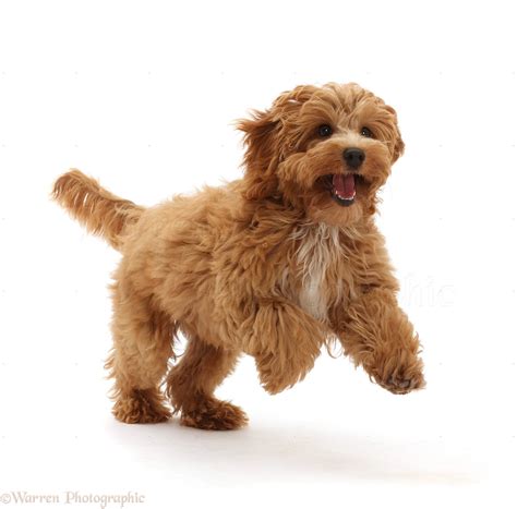 Dog Orange Cockapoo Pup 4 Months Old Running Photo Wp50250