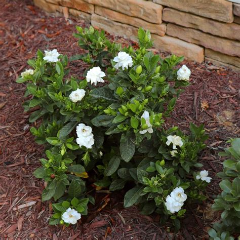 Buy Radicans Gardenia Shrub Fragrant Compact Beauty