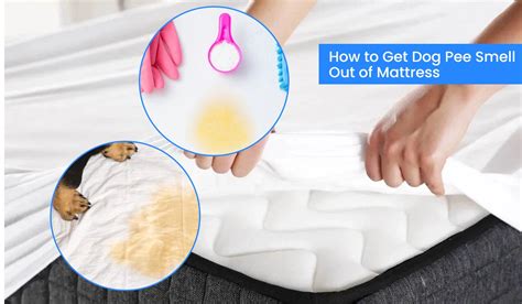 How to Get Urine Out of a Carpet When Dry
