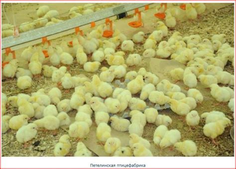 Петелинская птицефабрика - Часцы