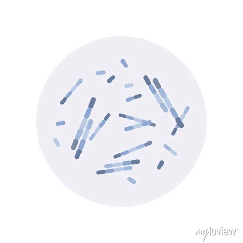 Bacillus Cereus Subtilis Anthracis Pathogen Rod Shaped Gram Positive • Wall Stickers Vector