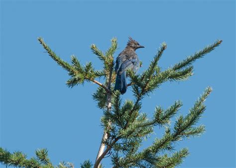 Stellars Jay Wings Over Skagit
