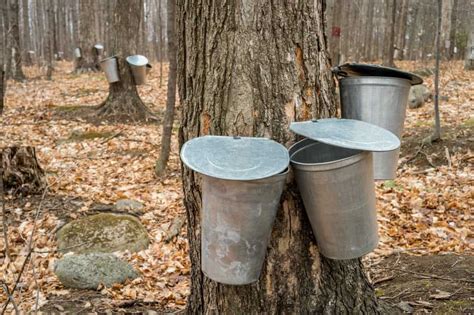 5 Ways To Eat Maple Syrup Straight From The Tree Tree Journey