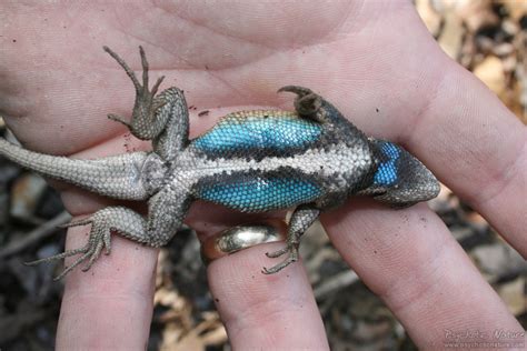 Eastern Fence Lizard Care How To Care For An Eastern Fence Lizard