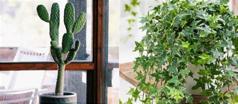 Plantas De Interior Que Absorben La Humedad Del Aireguía De Jardinería