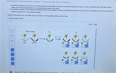 Solved You Designate The Forked Mutant Allele As F Wild