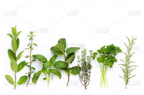 白色背景上的草药香料。前视图。