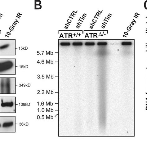 The Atr Chk1 Pathway Is Required For Continued Dna Synthesis After