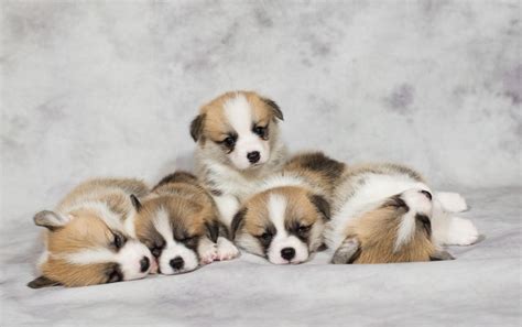 щенки корги