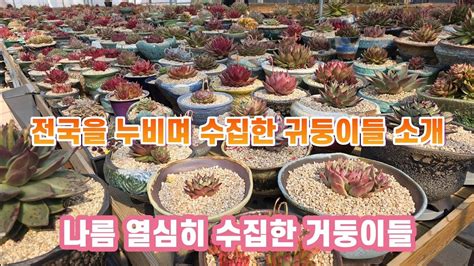 달콤한총각다육 전국팔도 돌아다니며 사모은 아가들 묵둥이 다육이들 모주부터 자구까지 이쁜이들 소개 합니다 묵둥이 수제화분 창 국민이 귀둥이 거둥이 달콤한총각다육