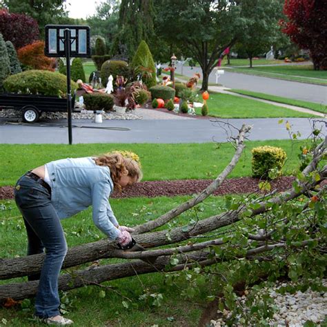 Tree Chopping Burlaki Com