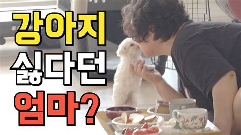 강아지 싫다던 엄마 지금은 YouTube