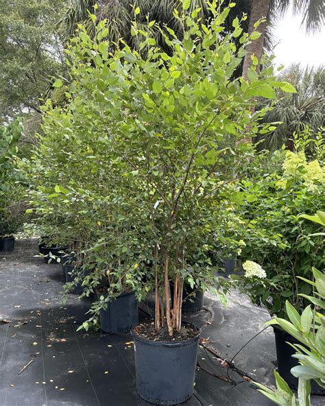 Native Trees For Wet Soils