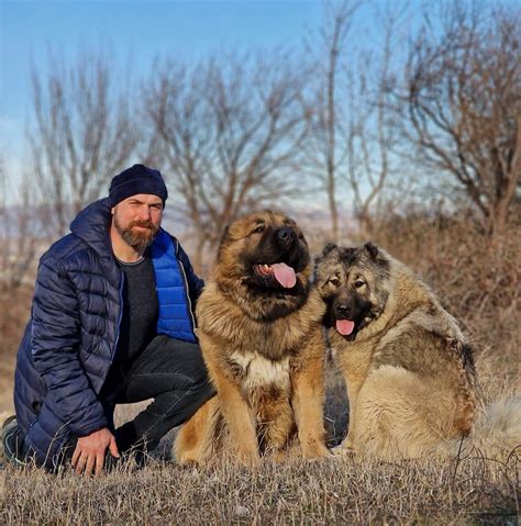 3 კავკასიური ნაგაზის ლეკვები Caucasian Shepherd Puppies Facebook