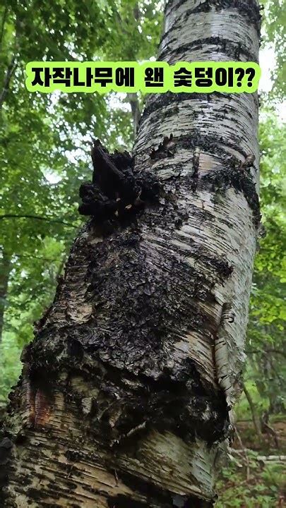 이건 혹이 아니라 자작나무 차가버섯 입니다 산행 Youtube