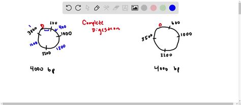 Solved A Map Of Restriction Endonuc Ease Sites Of A Plasmid Shown Below Numbers Between The