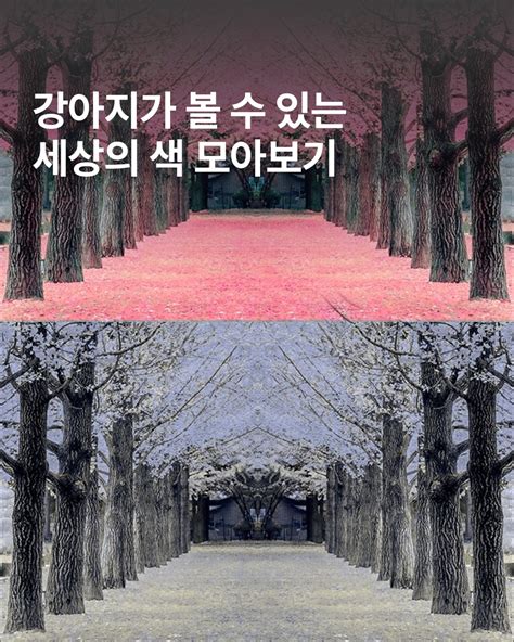 Wooof 우프 🎓 강아지는 적록색맹이라는 사실 알고 계신가요 강아지들은 우리와 조금 다른 방식으로 세상을 본다고 하는데요 강아지들은 파란색과 노란색 계열을 인식할
