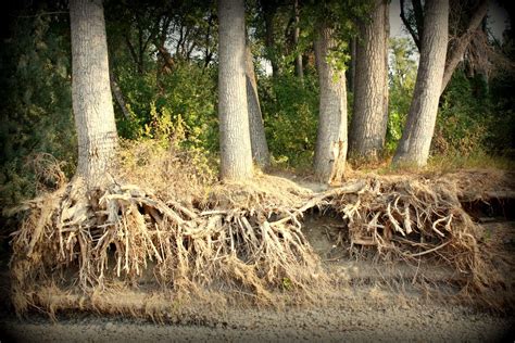 Tree Root Wallpapers Top Free Tree Root Backgrounds Wallpaperaccess