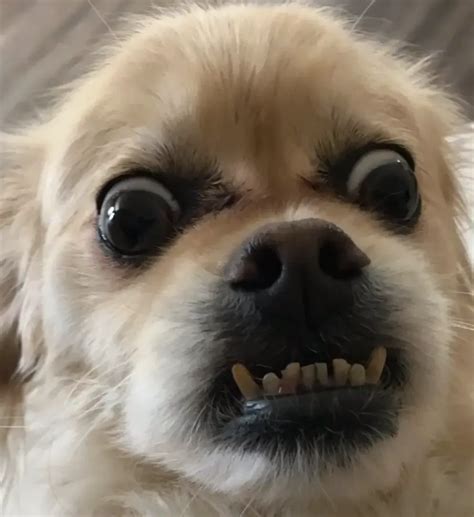 Underbite Dog