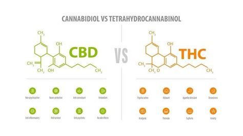 CBD Vs THC Poster With Comparison CBD And THC List Of Differences With Icons Vector
