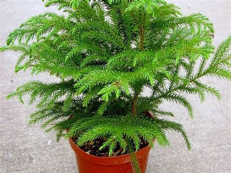 Выращивание хвойных деревьев в домашних условиях из семян размножение черенками и уход за