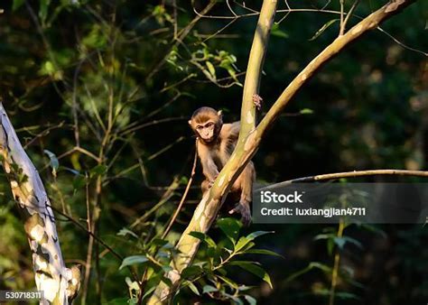 Bermain Monyet Muda Di Hutan 003 Foto Stok Unduh Gambar Sekarang