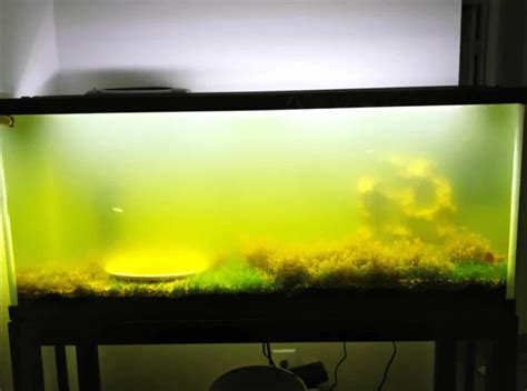 How To Get Rid Of Green Aquarium Water Algae Bloom