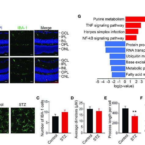 Pdf Integrated Multi Omics Reveals The Activated Retinal Microglia