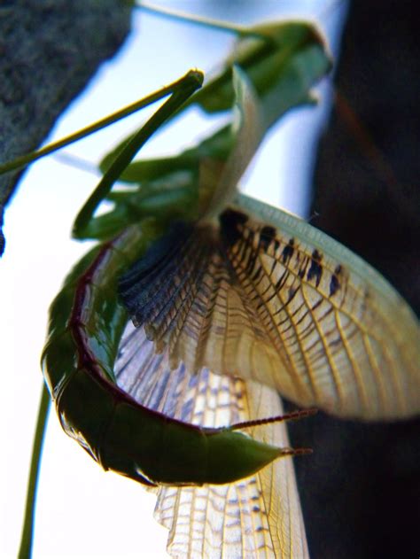 This Praying Mantis Is Preparing For The Air With Her Wings Spread Wide She Expressed Her