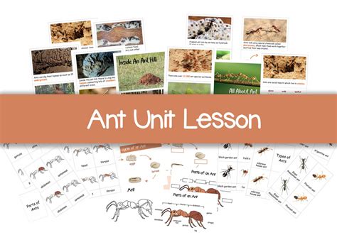Ant Unit Lesson Printable Parts Of An Ant Ant Anatomy Types Of Ant All About Ant Life Cycle