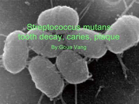 Streptococcus Mutans Cell