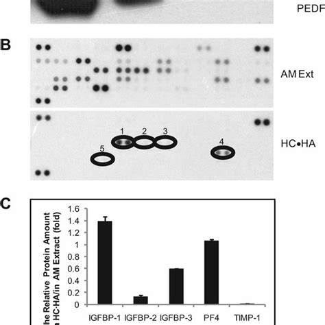 Detection Of Human Angiogenic And Antiangiogenic Factors In The Hcha