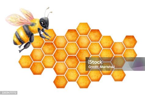 세계 꿀벌의 날 벌집 수채화 꿀벌 그림 꿀벌 개념은 꿀벌과 생태 및 생태계를 저장합니다 개념에 대한 스톡 벡터 아트 및 기타