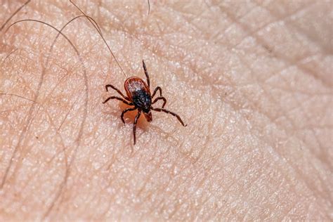Comparing A Deer Tick Vs A Wood Tick Mosquitonix®