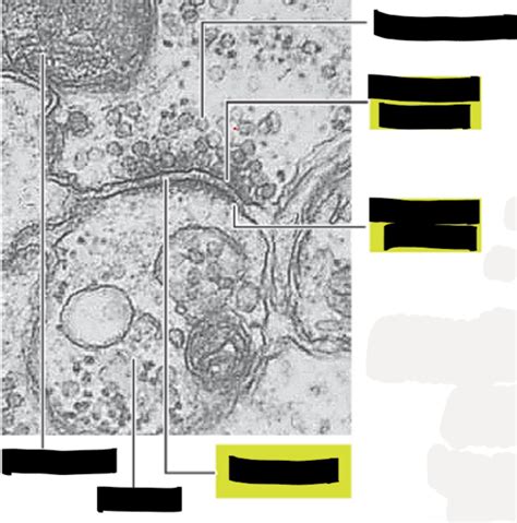Synapse Diagram Quizlet