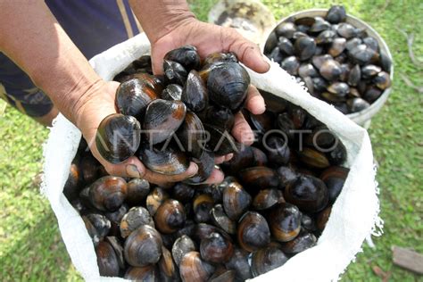 Budidaya Lokan Di Aceh Barat Antara Foto