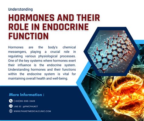 Understanding Hormones And Their Role In Endocrine Function Phuket