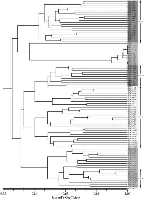unweighted pair group method arithmetic average upgma dendrogram