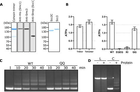 Figures And Data In Transport Of Dna Within Cohesin Involves Clamping On Top Of Engaged Heads By