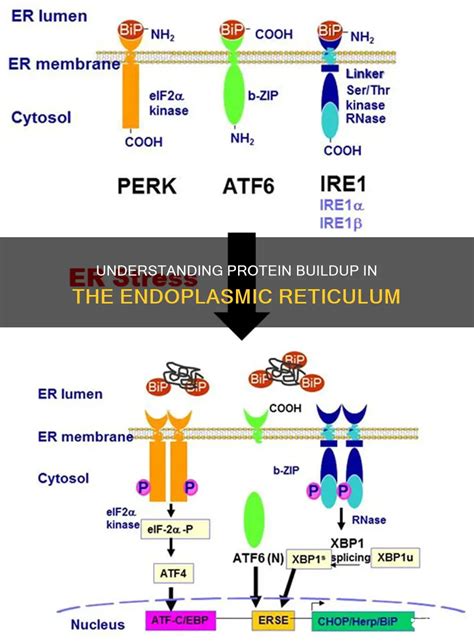 Understanding Protein Buildup In The Endoplasmic Reticulum Medshun