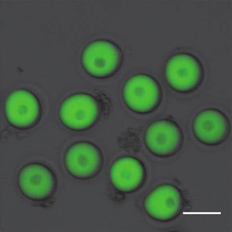 Using Mouse Oocytes To Assess Human Gene Function During Meiosis I Protocol