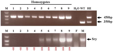 Expression Of Runx2 Transcription Factor In Non Skeletal Tissues Sperm