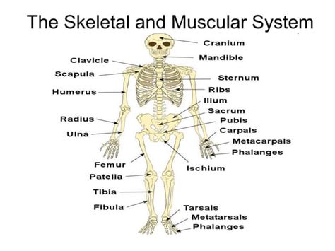 The Skeletal And Muscular System Ppt