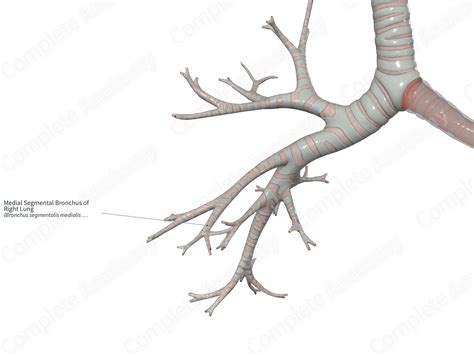 Medial Segmental Bronchus Of Right Lung Complete Anatomy