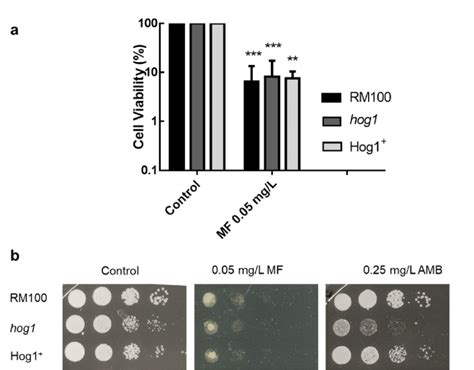 Sensitivity Displayed By The Hog1 Null Mutant To Antifungal Exposure