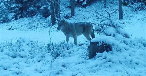 Skånska Vargar Kan Ha Fått Sex Valpar