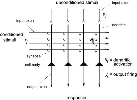 Fig B1 A Pattern Association Memory An Unconditioned Stimulus Has
