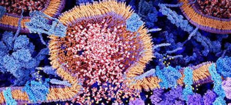 Home Cell Symposia Structural Biology From The Nanoscale To Cellular Mesoscale