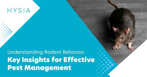 Understanding Rodent Behavior Key Insights For Effective Pest