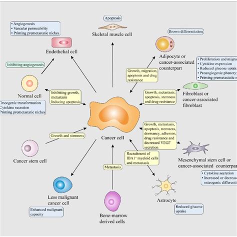 Ev Rna Mediated Crosstalk Within Tumors And Between Tumors And Stroma